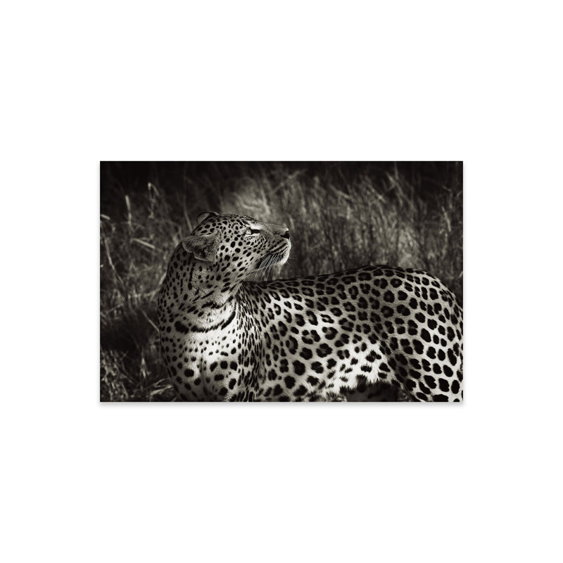 Ebern Designs B&W Leopard At Rest On Plastic/Acrylic by Klaus Tiedge | Wayfair
